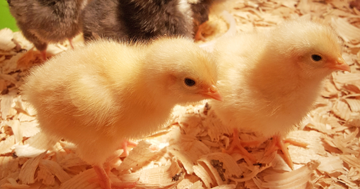 Everything You Need to Know About Raising Baby Chicks ⋆ Put it in the Blog